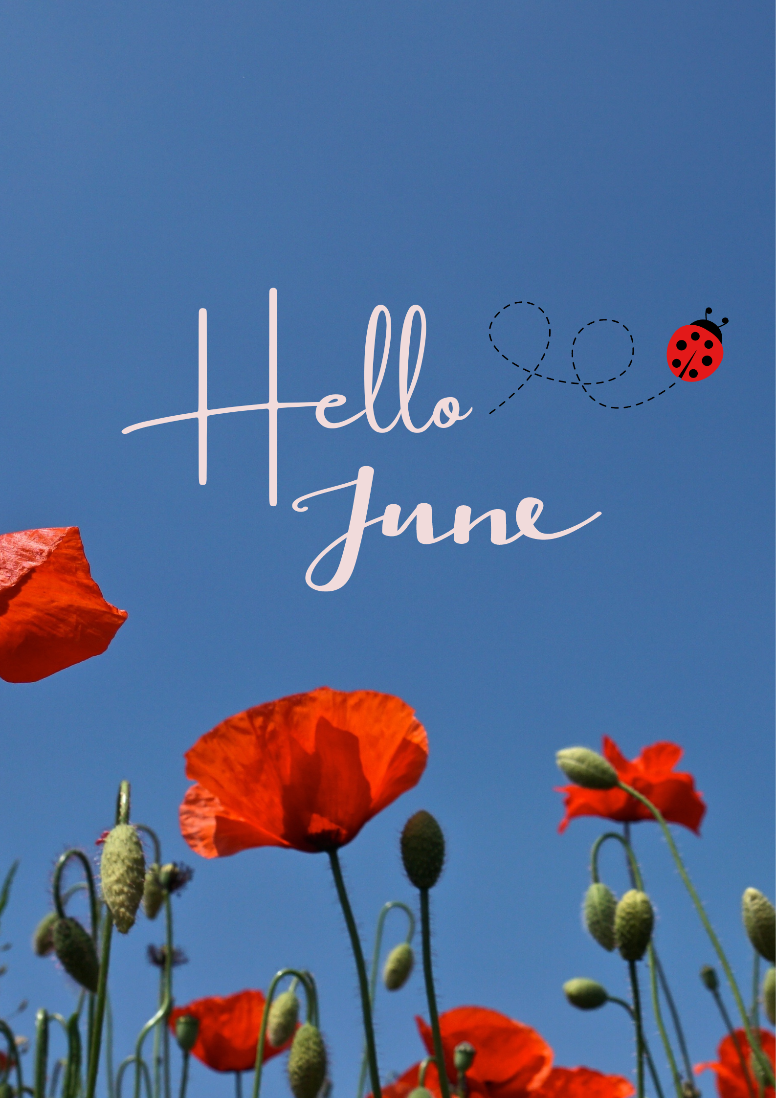 🌺🌸🌷Hello June 🌷🌸🌺 - Cobh Great Island Community Centre